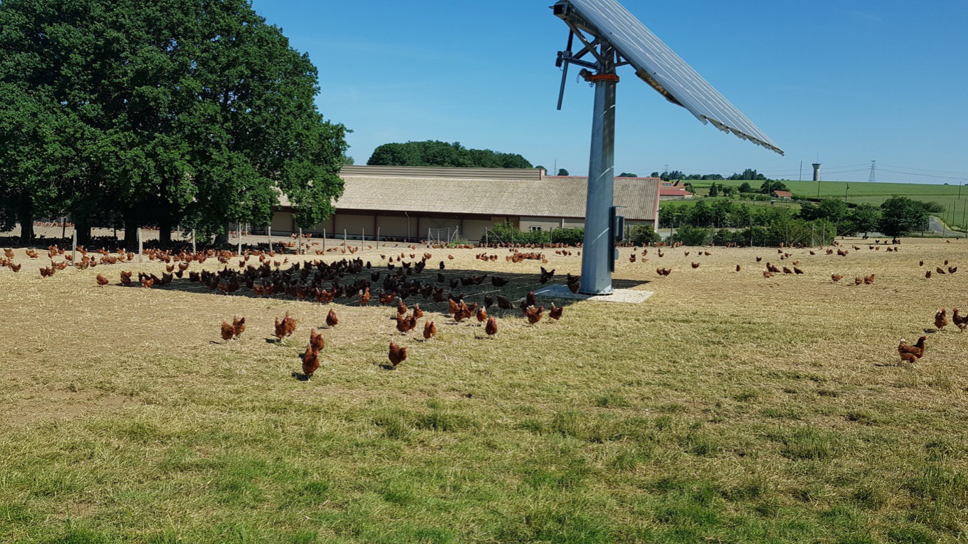 Les éleveurs de poulets de Janzé accélèrent pour développer l ...